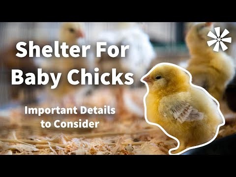 Chick Haven: All You Need to Know Before Housing Your Feathered ...