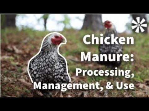 “Chicken Manure: Unlock the Power of ” – Homesteading, Self-Reliance ...