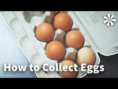 Collecting Eggs? Here’s the Dos and Don’ts You – Homesteading, Self ...