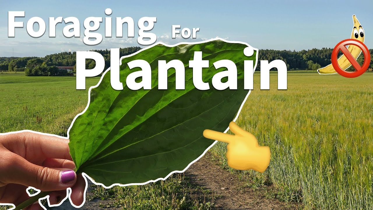 Hunt for Plantain: A Guide to Foraging for Nature’s Superfood ...