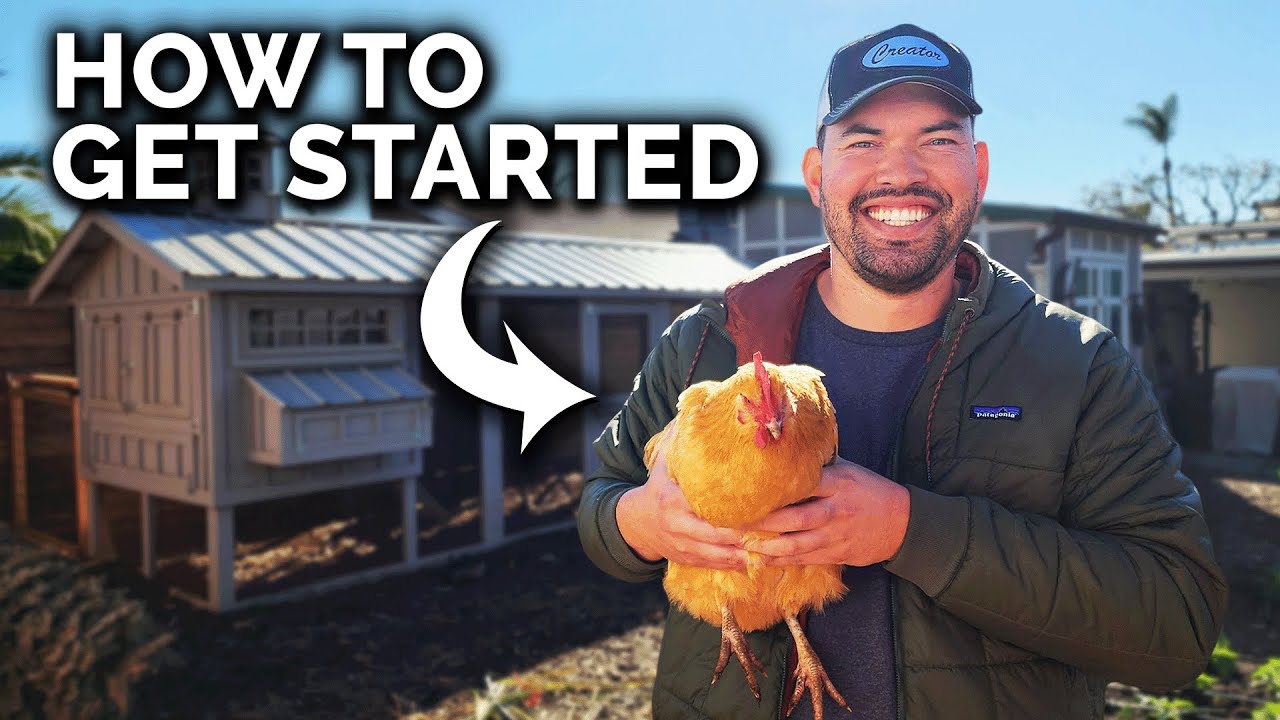 Raise Healthy, Happy Chickens – All You Need To Know! – Homesteading ...