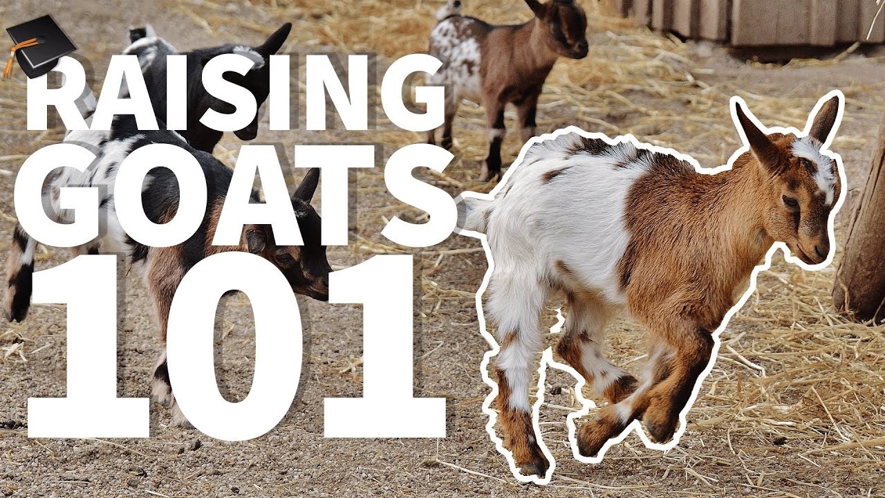 Raise Goats Like a Pro – Beginner’s Guide to Goats – Homesteading, Self ...