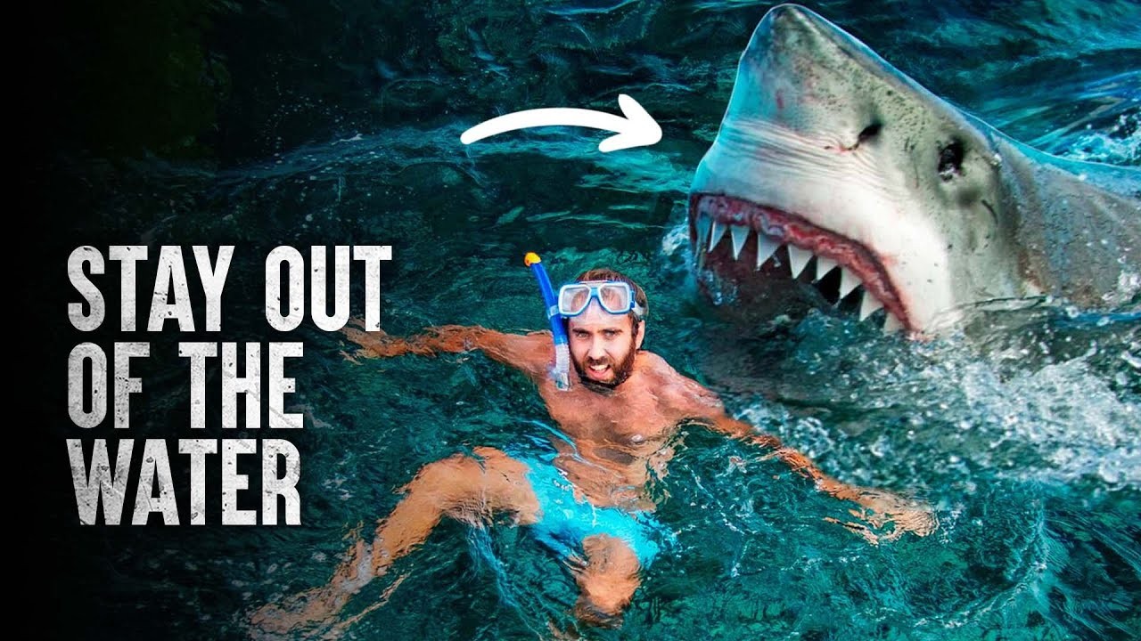 Miracle Survivor: How I Escaped a Shark Attack – Homesteading, Self ...