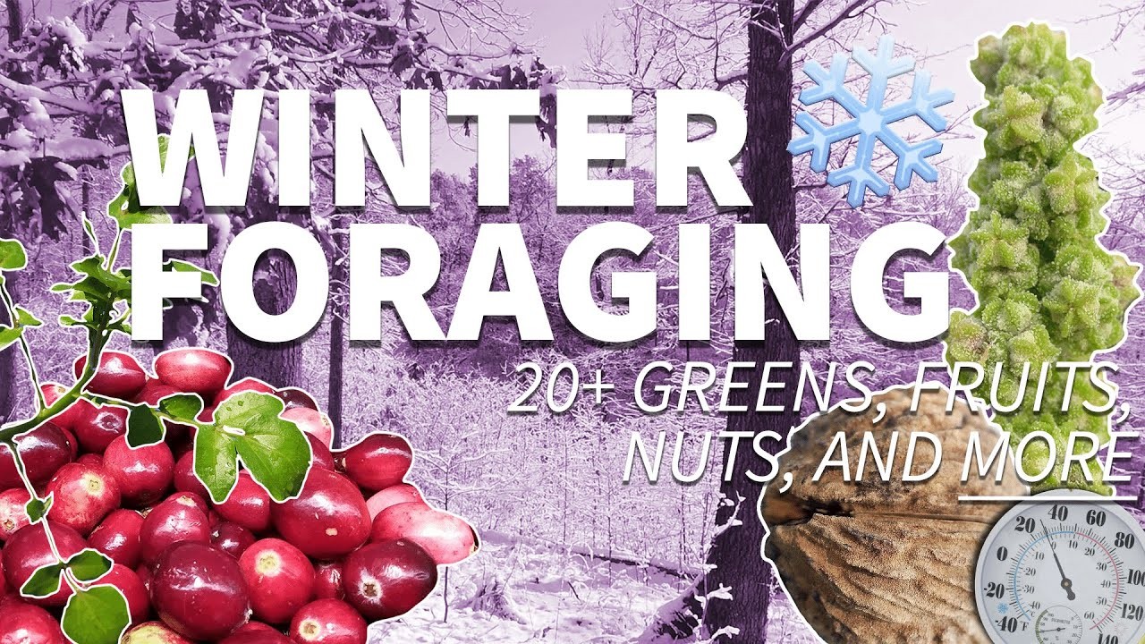 Forage for Wild Winter Foods in Nature! – Homesteading, Self-Reliance and Healthy Living Daily