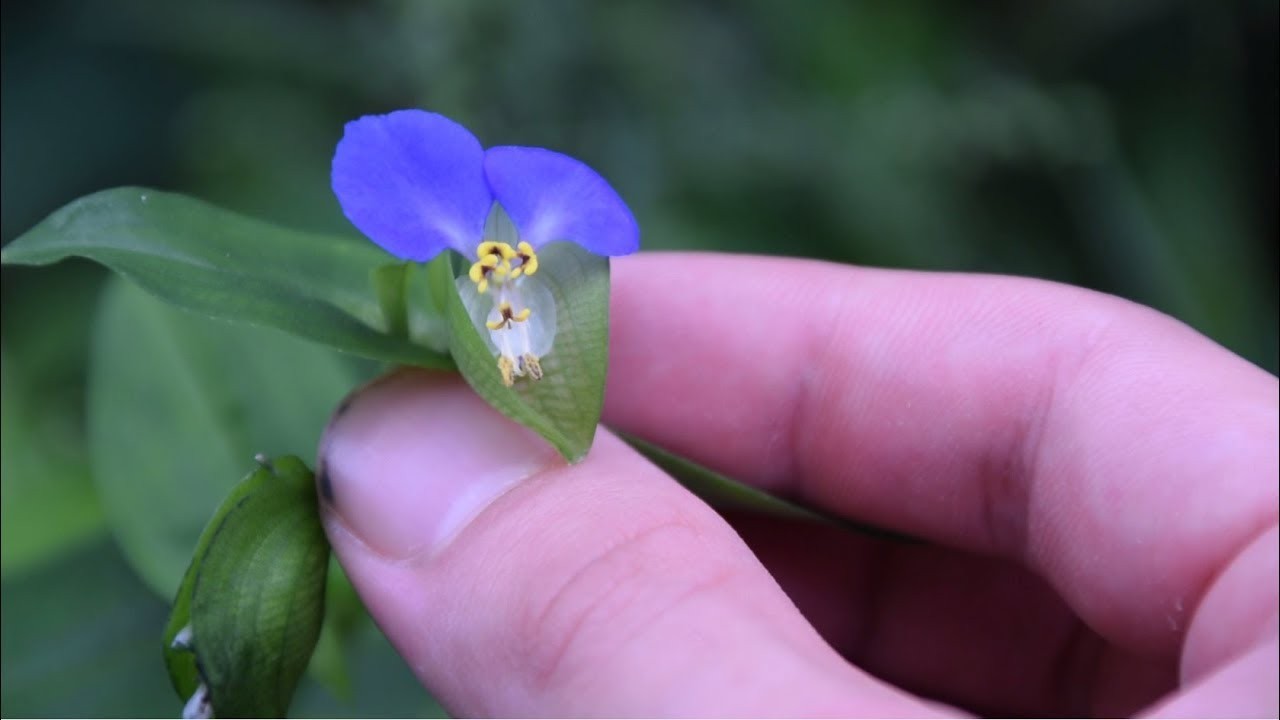Discover These 3 Rare Wild Plants: Forage for Chufa, Asiatic Day Flower ...