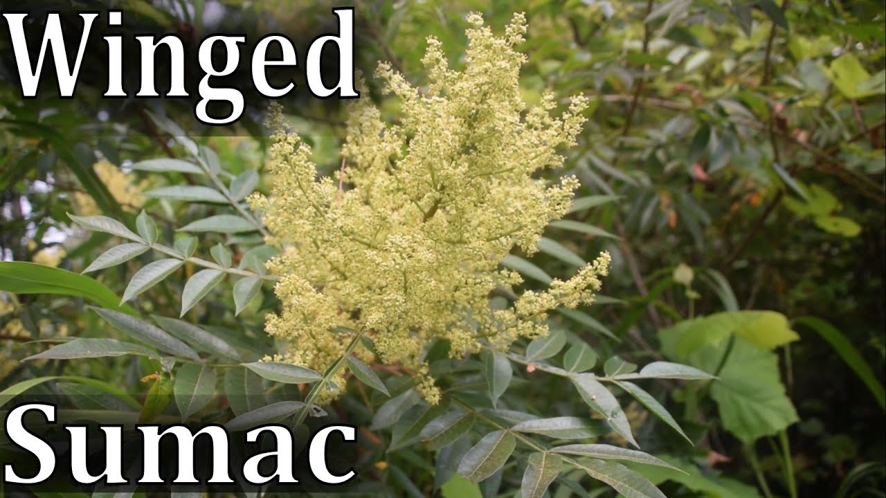 Unlock the Secret to Identifying Winged Sumac! – Homesteading, Self ...