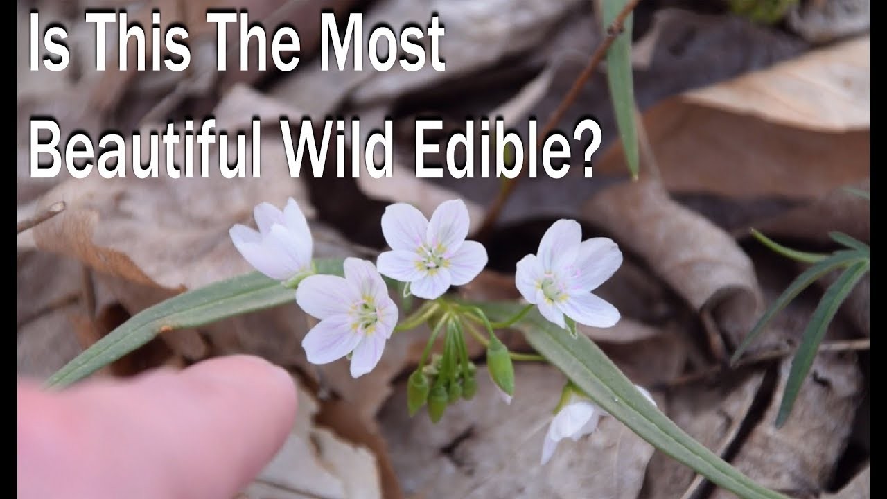 Discover the Magical Wild Edible of Spring! – Homesteading, Self ...