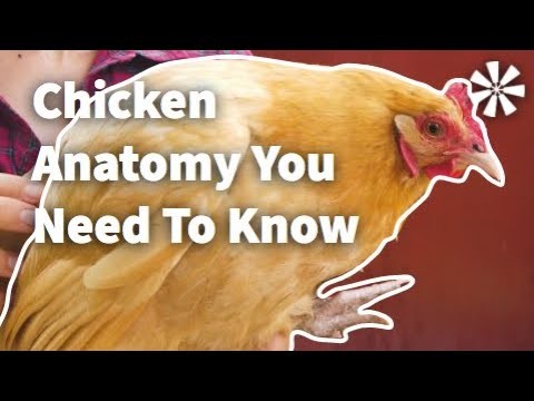 Unlock the Secrets of Chicken Anatomy! – Homesteading, Self-Reliance ...