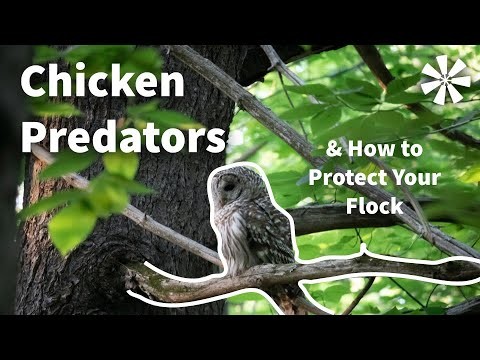 Protect Your Flock: Keep Chicken Predators at Bay – Homesteading, Self ...