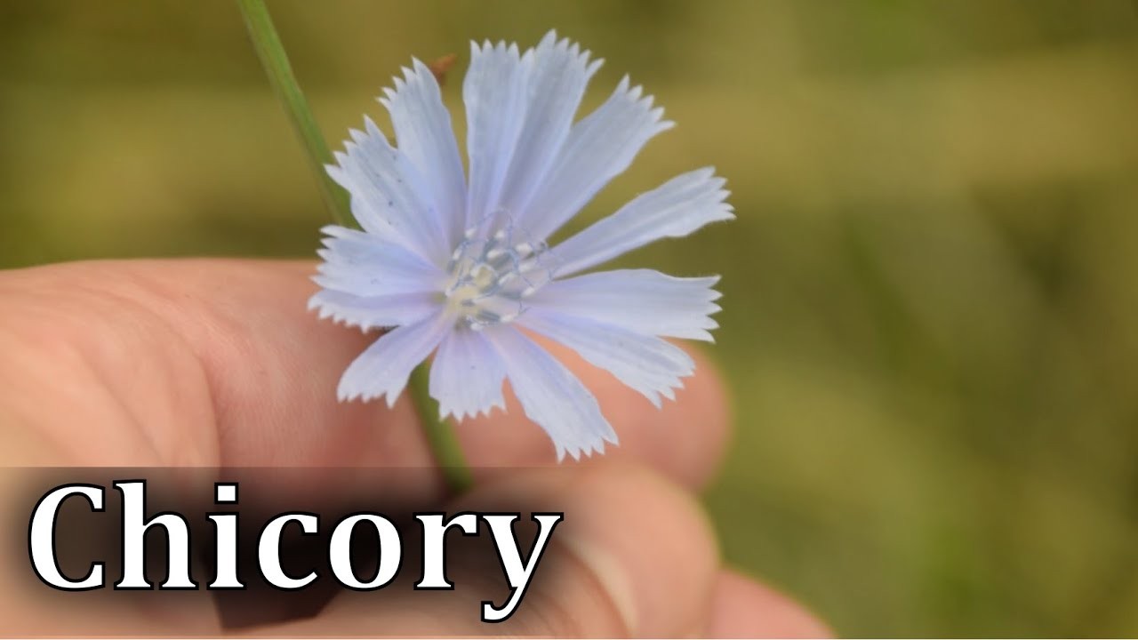 Identify Common Chicory: Cichorium Intybus Guide – Homesteading, Self ...