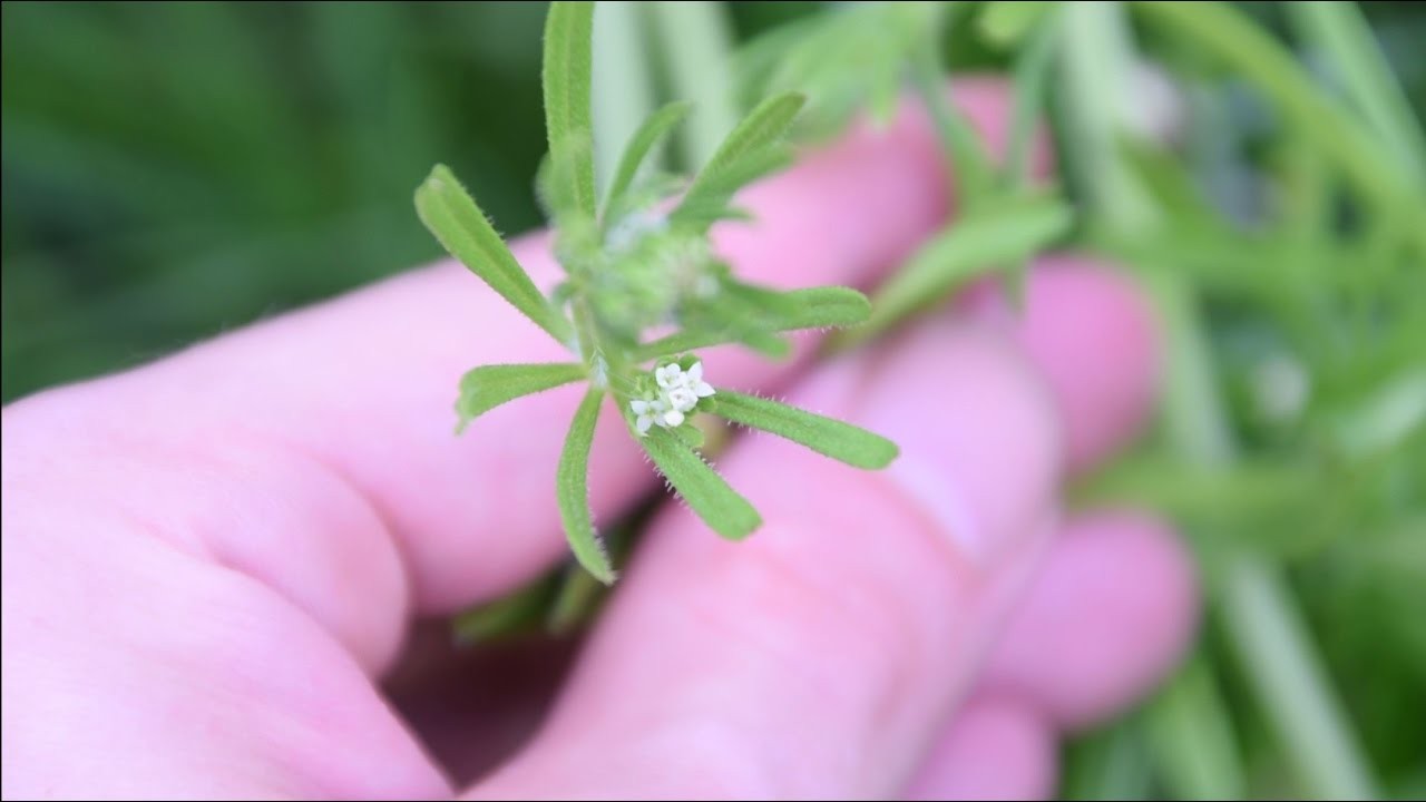 Spot Cleavers in the Wild! Learn How to Identify Wild Edibles ...