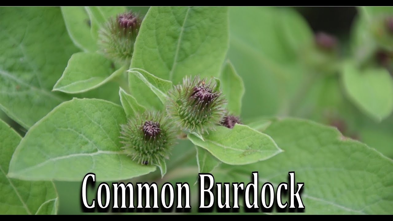 Identify Common Burdock: Wild Edible & Medicinal Plant Guide ...