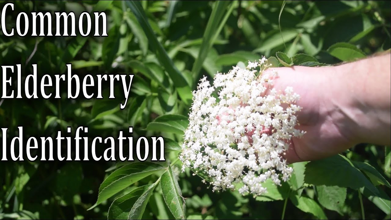 Unveil Nature’s Mystery: Identify Elderberry in Simple Steps ...
