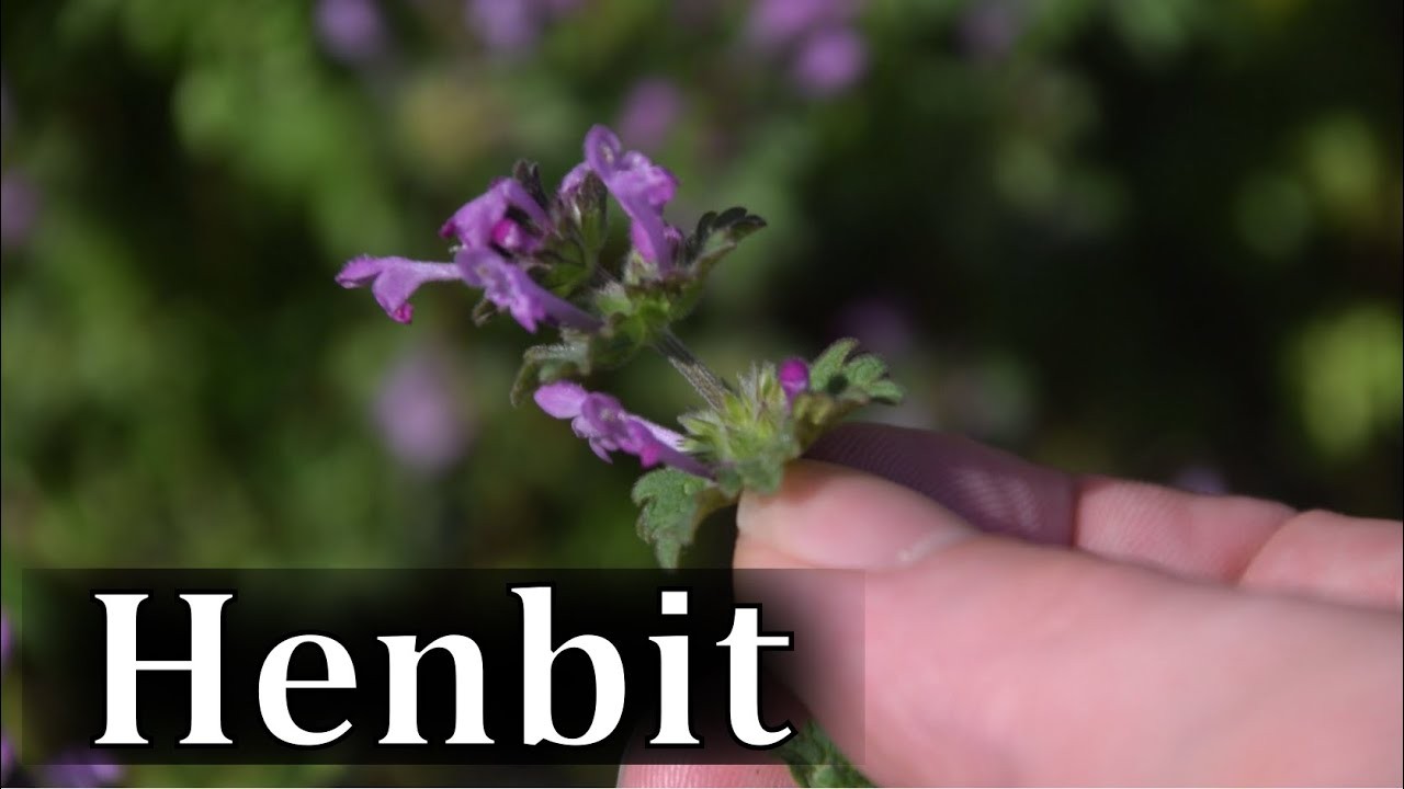 Unlock the Mystery of Henbit: Identifying Lamium amplexic ...