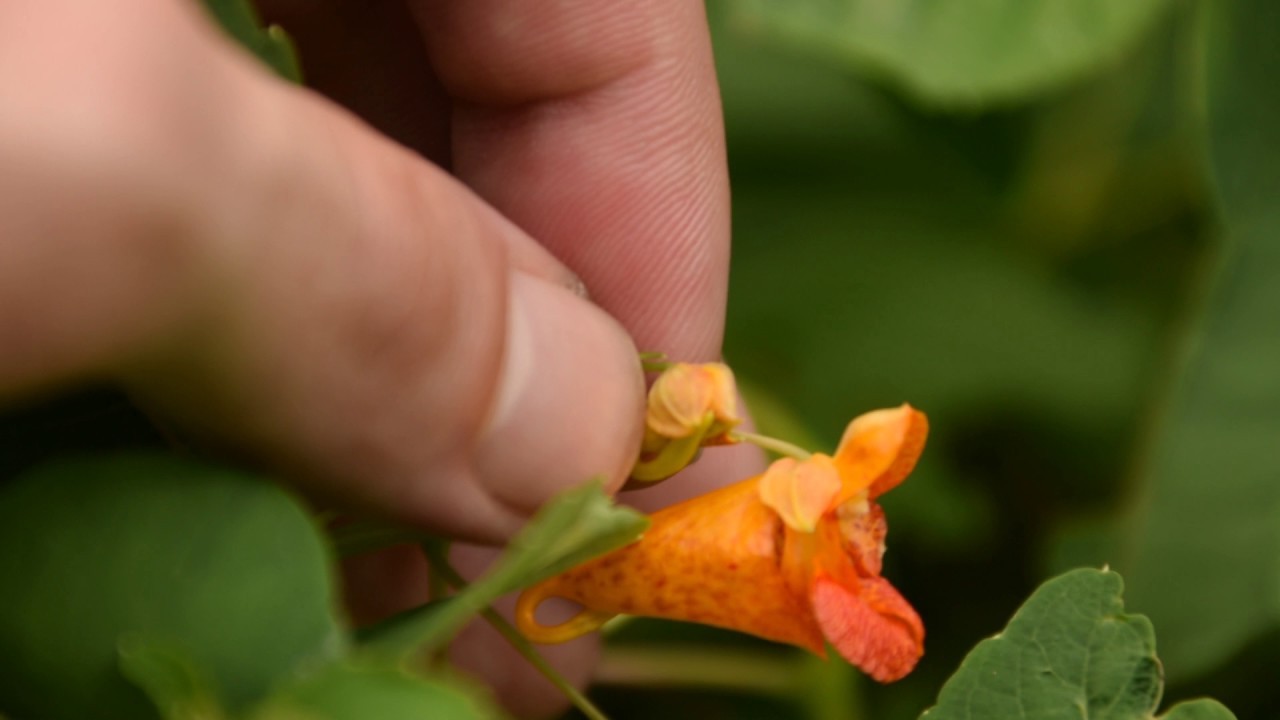 Unlock the Secrets! How To Identify Jewel Weed & Spotted Touch Me Not ...