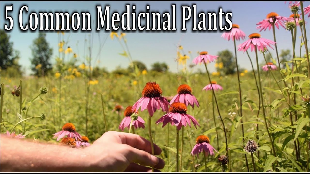 Forage for Health! 5 Common Medicinal Plants & Herbs – Homesteading ...