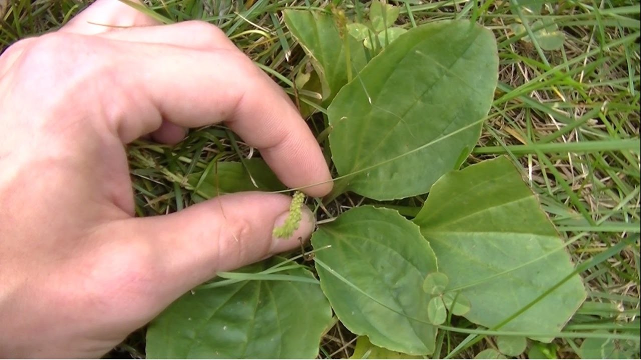 Discover How to Identify & Utilize Wild Plantain! – Homesteading, Self ...