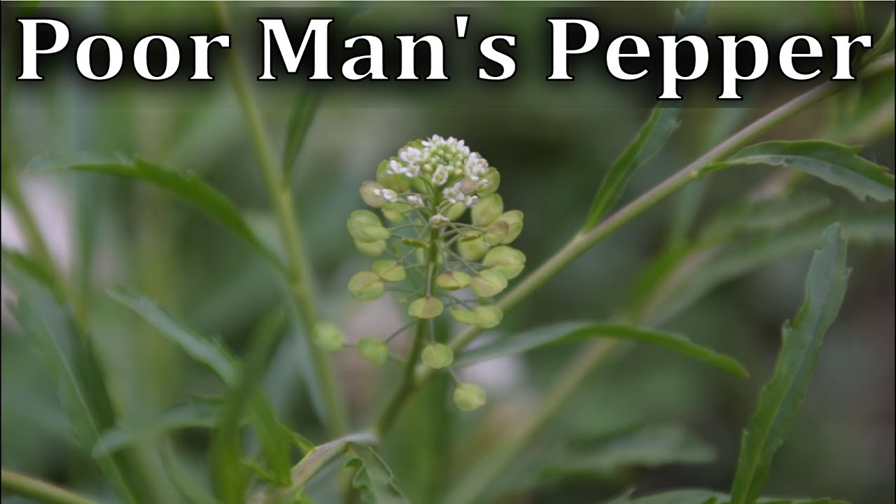 Discover How to Spot Poor Man’s Pepper: Peppergrass Lepidium virginicum ...