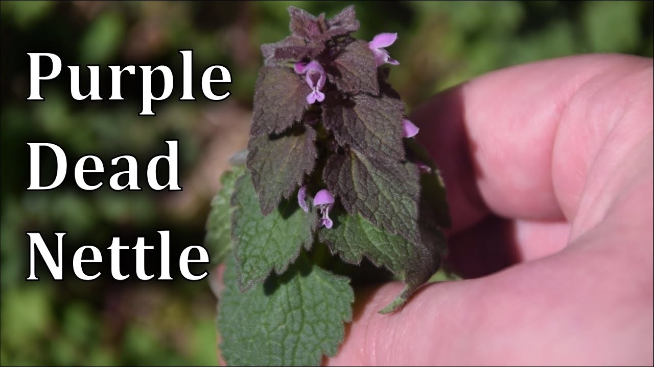 Identify Purple Dead Nettle – A Comprehensive Guide – Homesteading ...