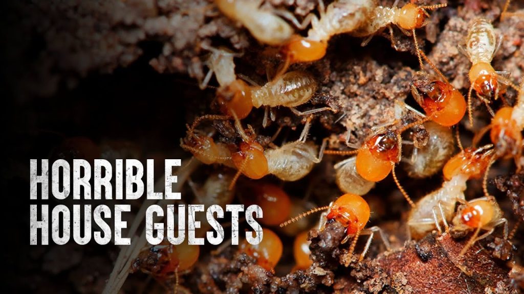 Survive Spitting Cobra Attack: Expert Tips Revealed! – Homesteading ...