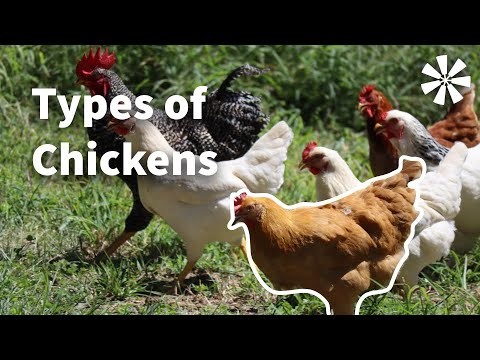 Discover Fascinating Chicken Breeds: Which is Right for You ...