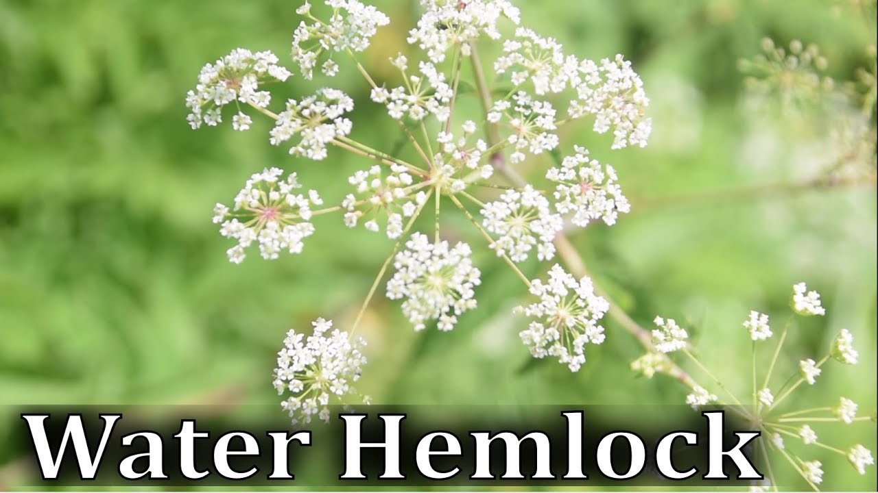 Unmasking a Deadly Plant: How To Spot Water Hemlock – Homesteading ...