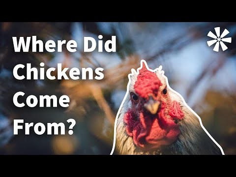 Uncovering the Origins of Our Feathered Friends” Where Did Chickens ...