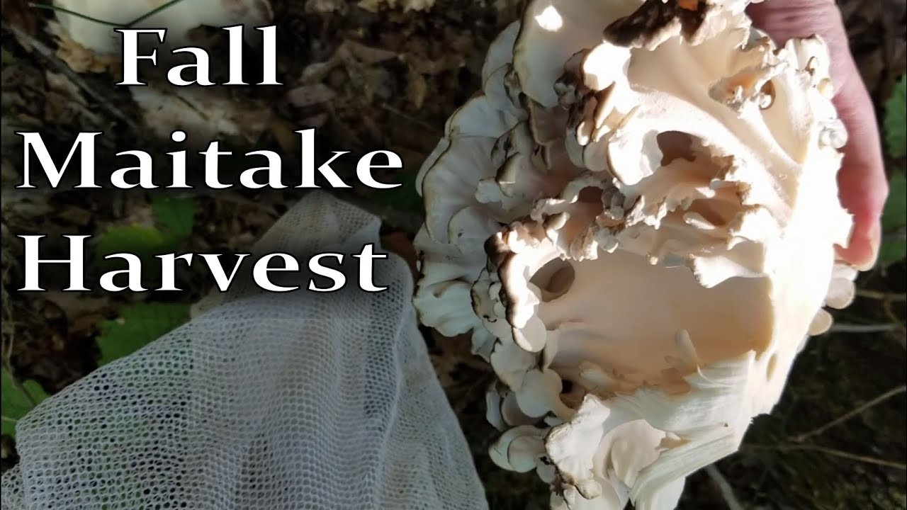 Harvest Health From Your Yard: Discover The Benefits of Pony’s Foot ...