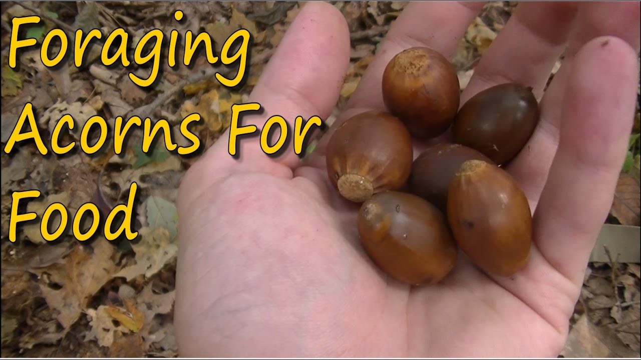 Gather Your Own Meal! Foraging Wild Edibles – Acorns For Food ...