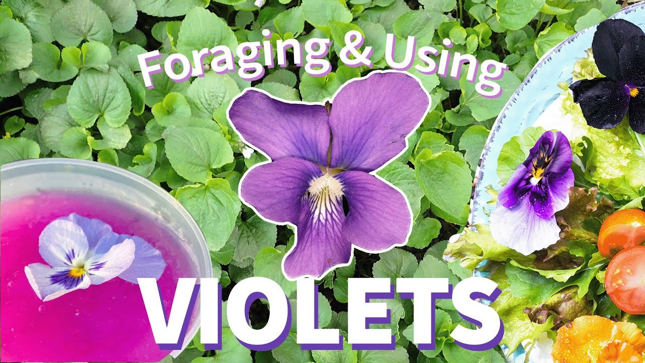 Unlock Nature’s Hidden Treasures: Foraging Violets – Homesteading, Self ...