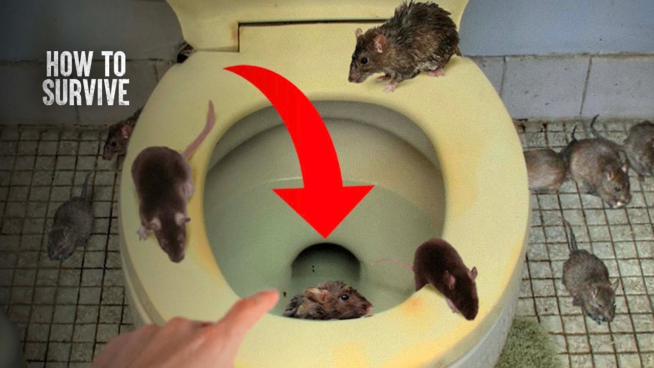 Don’t Panic! Here’s the Worst Things to Avoid in a Rat Infestation ...