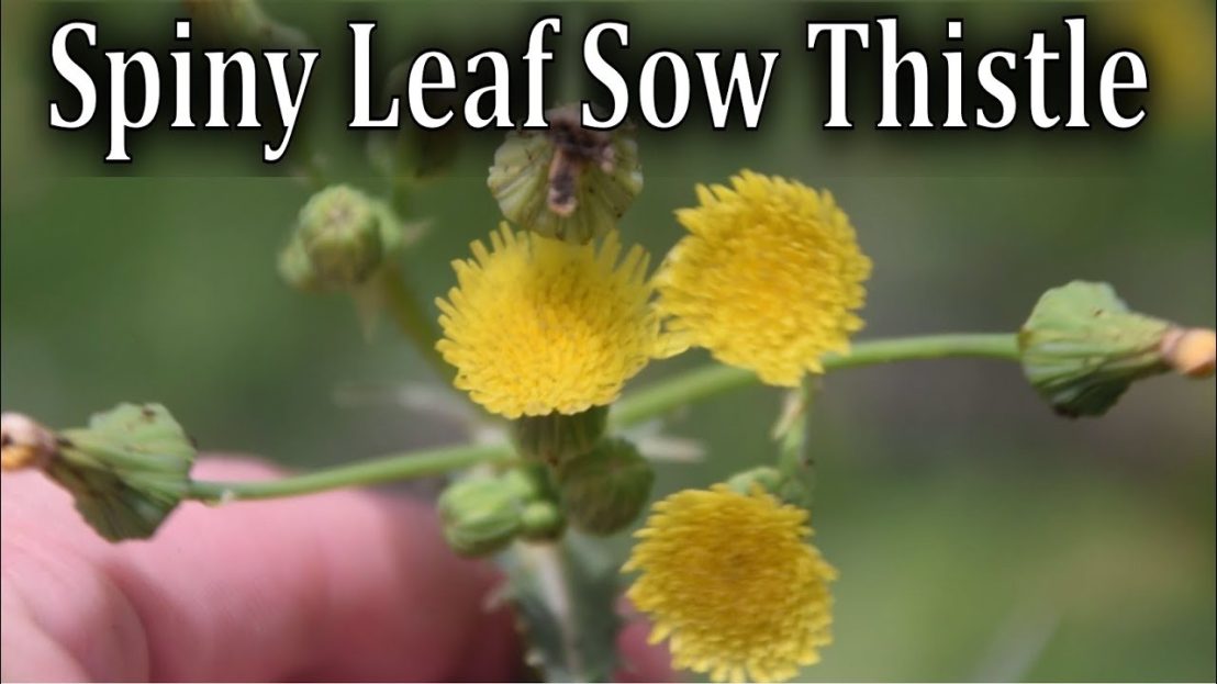 Spot the Ox Eye Daisy: Edible & Medicinal Plant Identification ...